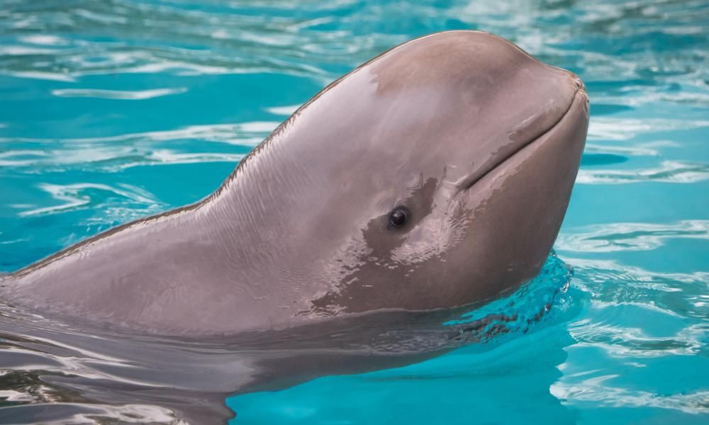 Canada’s Marineland to rehome its whales and dolphins…