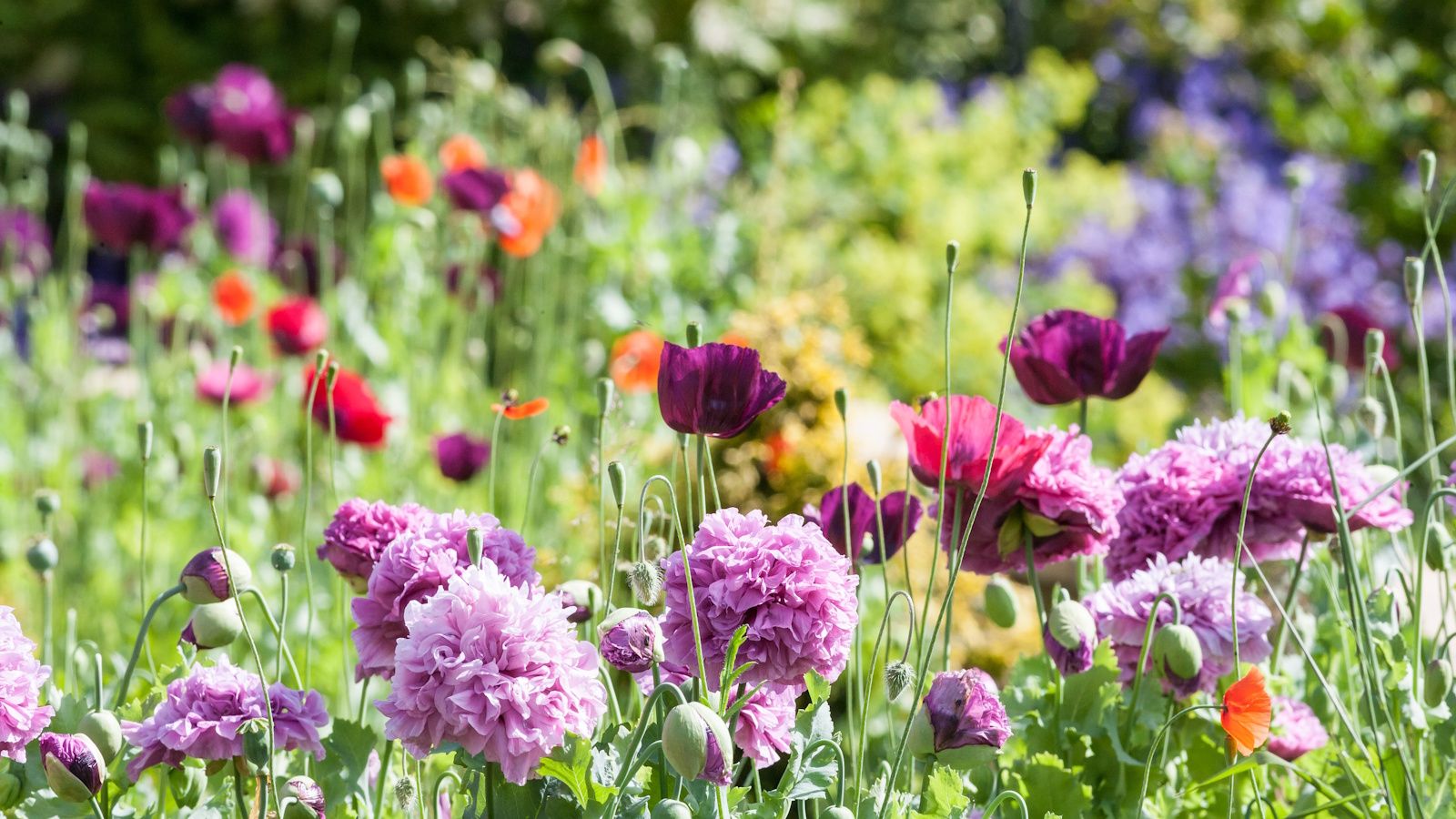 Do these 5 early-spring garden tasks right now,…
