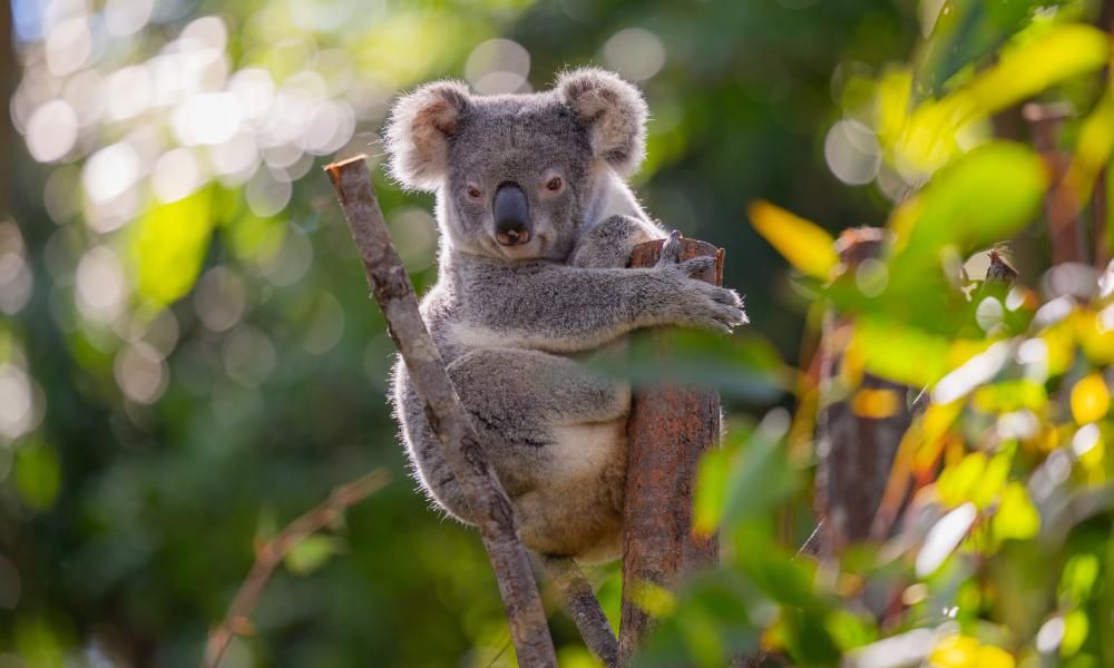 Chlamydia detected in Sydney’s only disease-free koala…