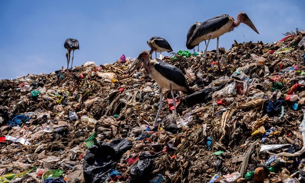 First evidence of microplastic buildup in bird lungs…