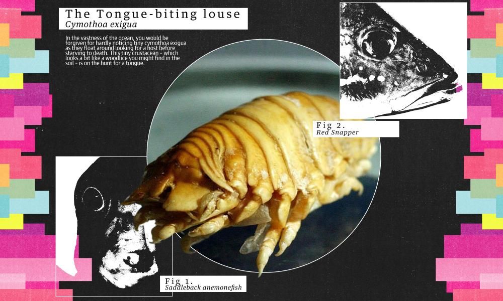 ‘Unique and important’: Tongue-biting louse is…