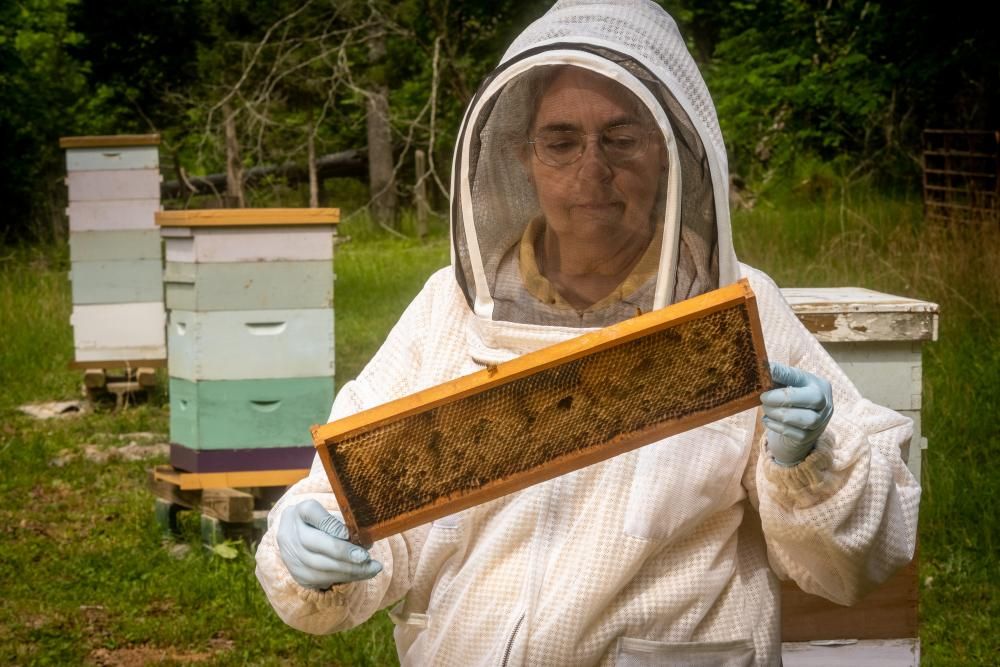 I’m a vet for bees – I think I might be the only one…