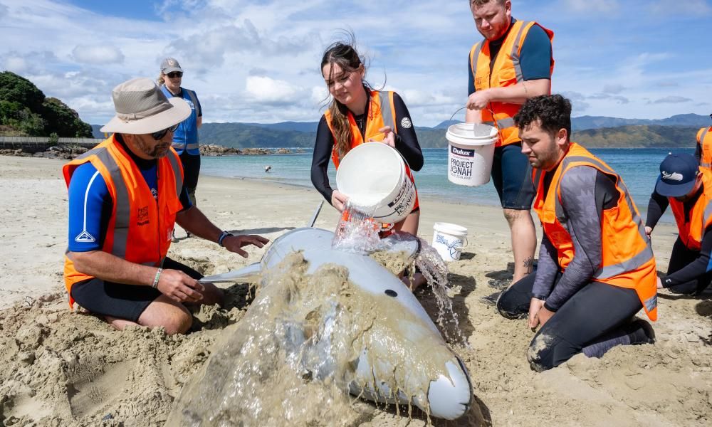 Fake dolphins and frantic digging: the army of helpers…