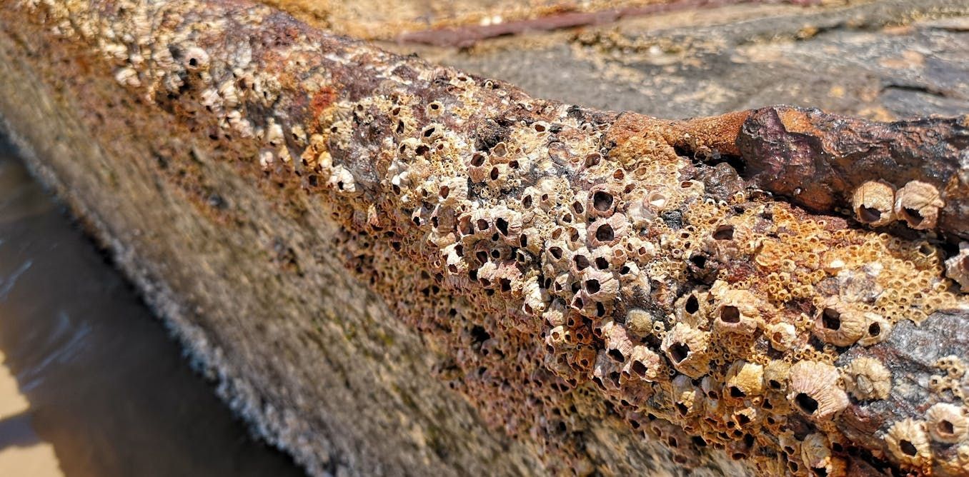 How corroding sea structures can provide vital…