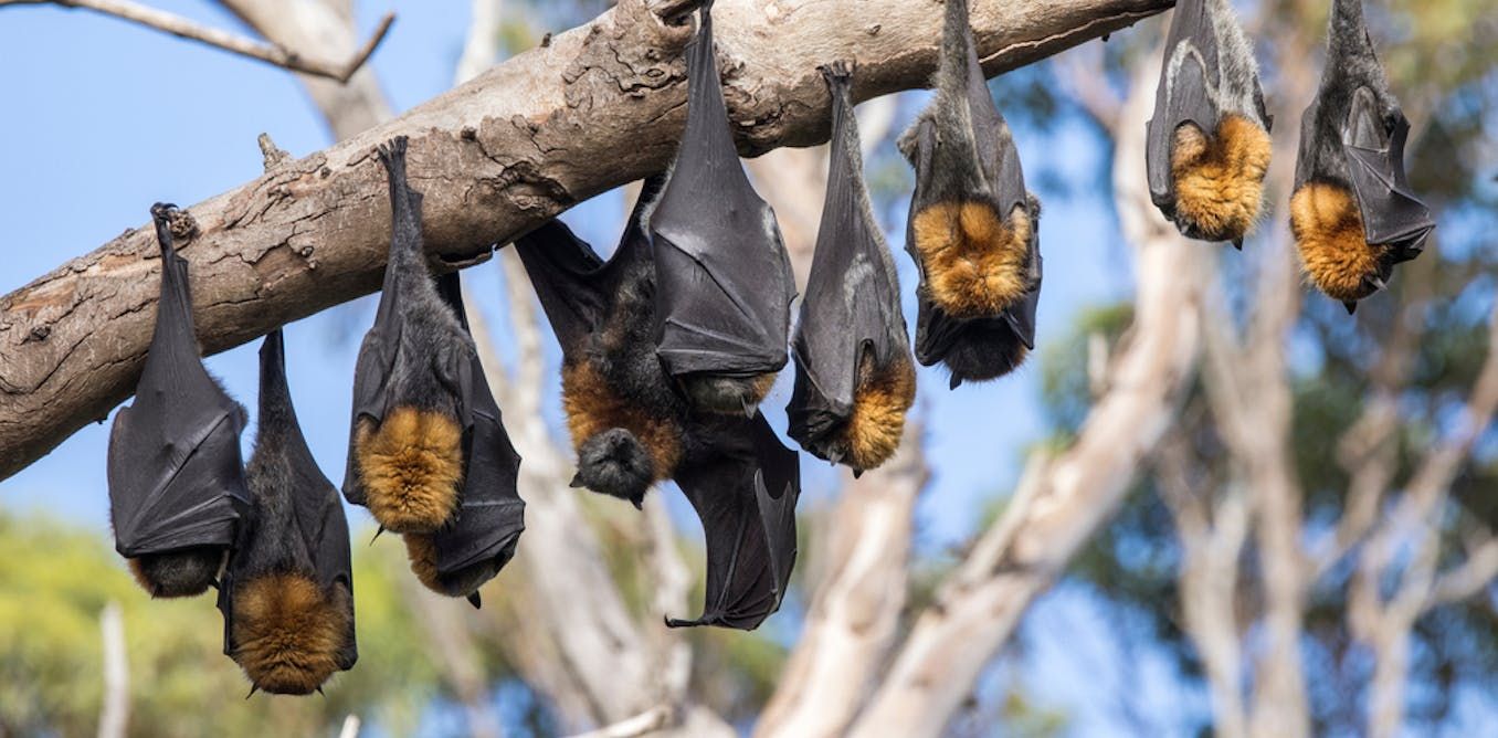 What is Australian bat lyssavirus? Can I catch it from…