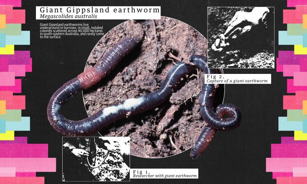Magnificent, rare worm with its own campaign song: the…