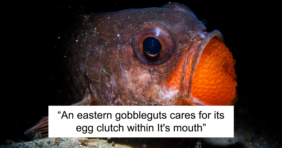 From Coral Reefs To Deep Sea Creatures: 30 Stunning…