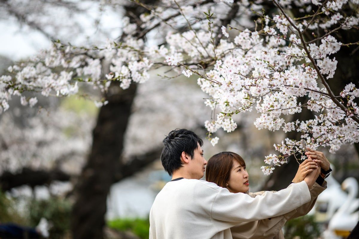 Watch: Tokyo crowd gathers to see cherry blossoms…