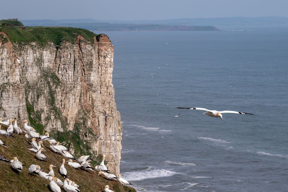 Seabird modelling tool could transform offshore wind…