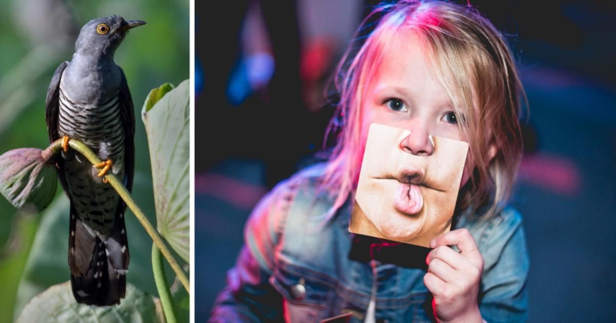 What is Scotland's Hunt the Gowk Day? The story behind…