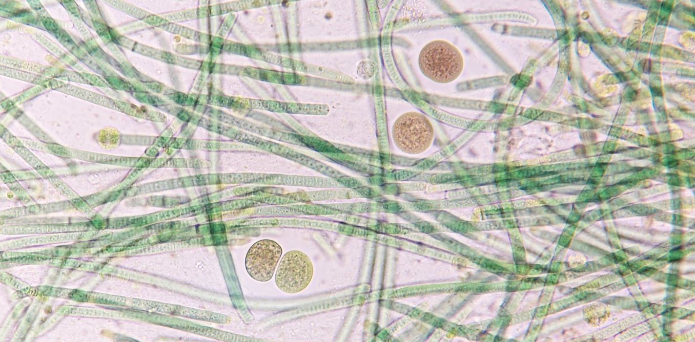 1 trillion species, 3 billion years: how we used AI to…