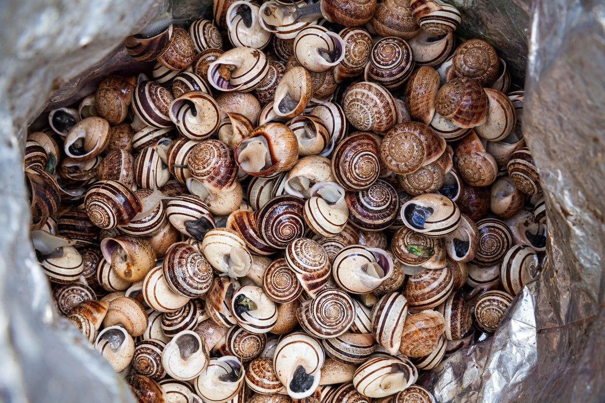 Why more people are eating snails as a protein-rich…