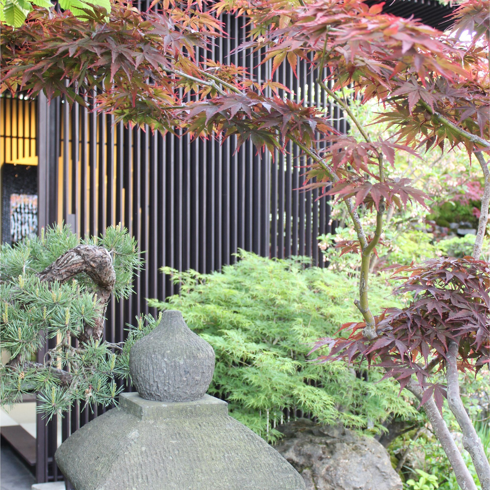 The 5 best plants for a Japanese garden – key trees…