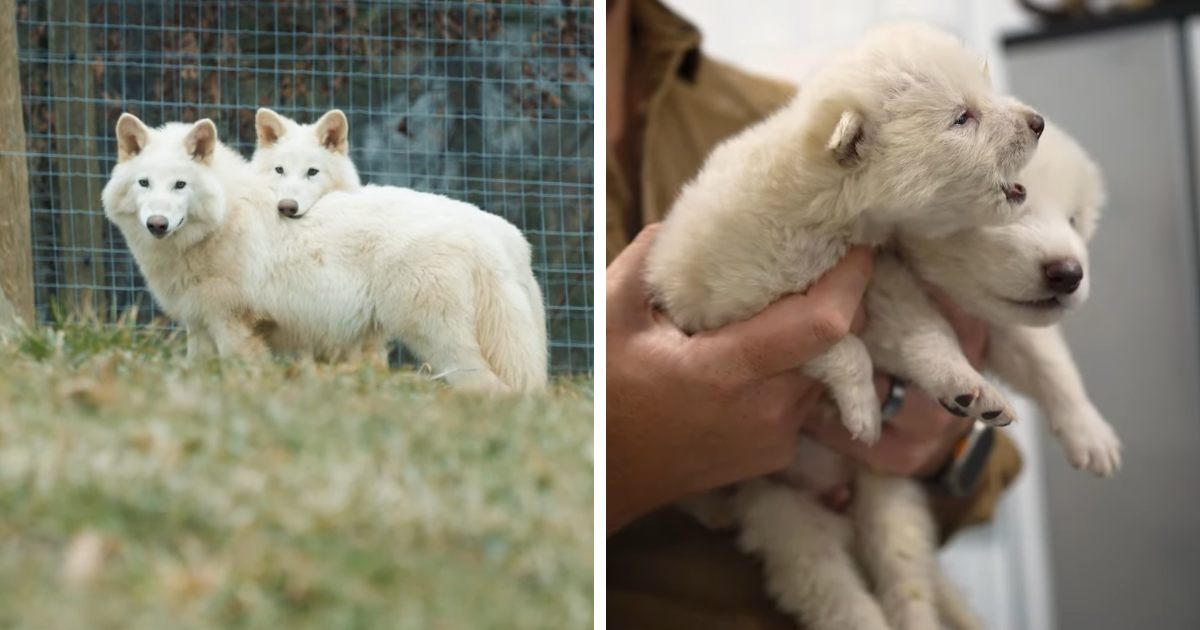 Dire Wolves From ‘Game Of Thrones’ Resurrected From…