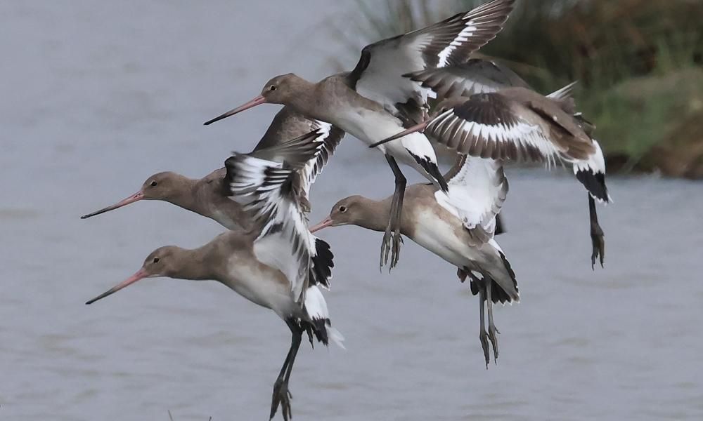 Birdwatch: The wader with a muddy name whose numbers…