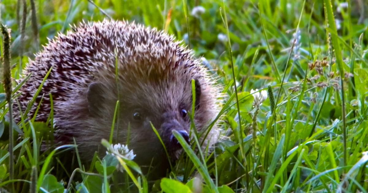 ‘Invasive’ hedgehogs to be evicted from Scottish…