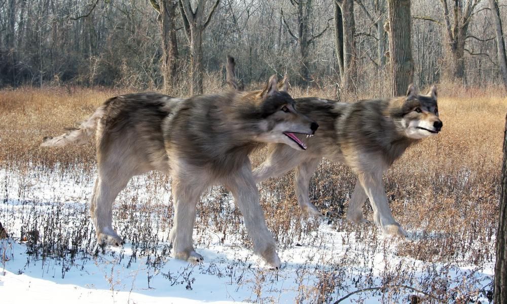 The de-extinction of the dire wolf – is Jurassic Park…