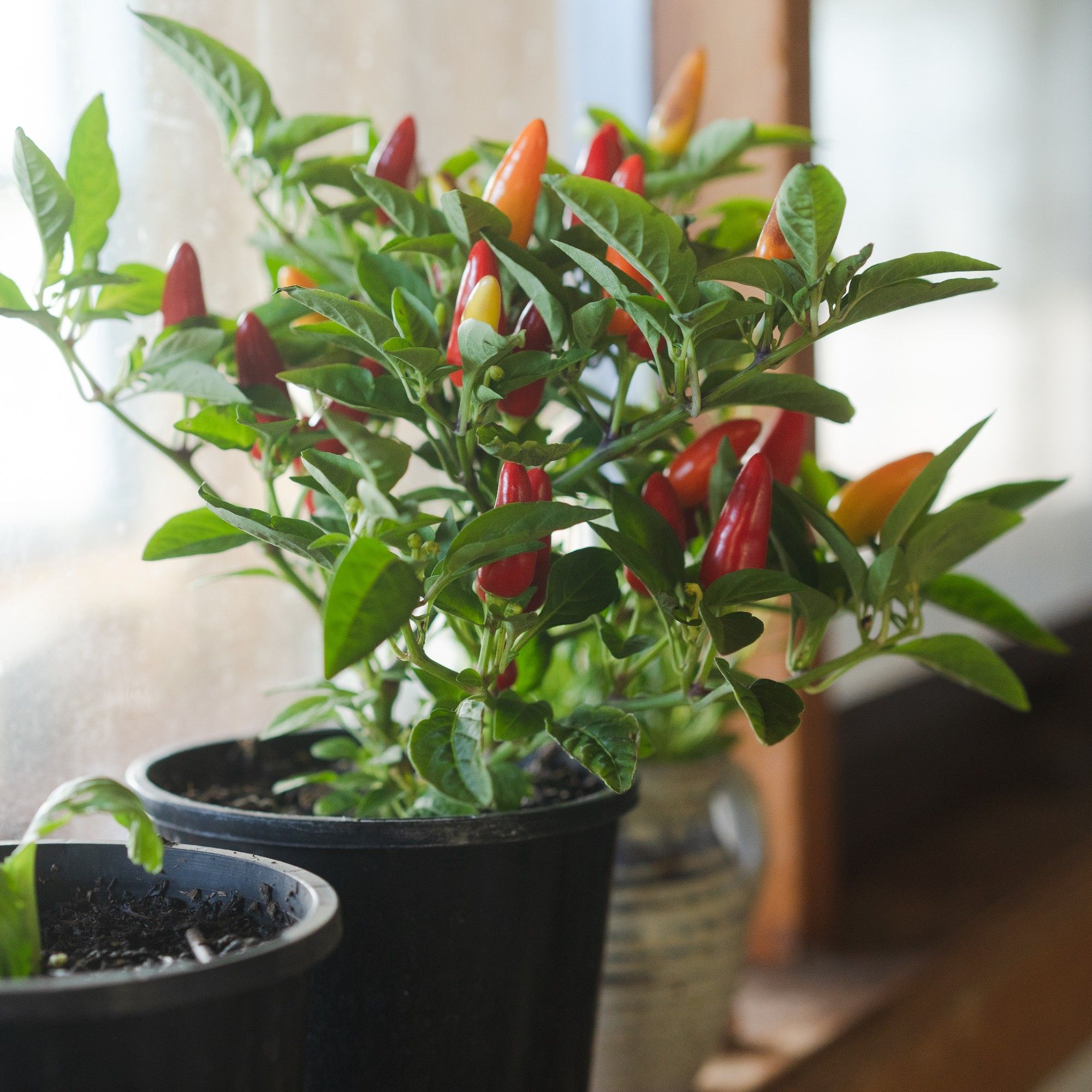 When to plant chilli seeds – you'll need to get sowing…