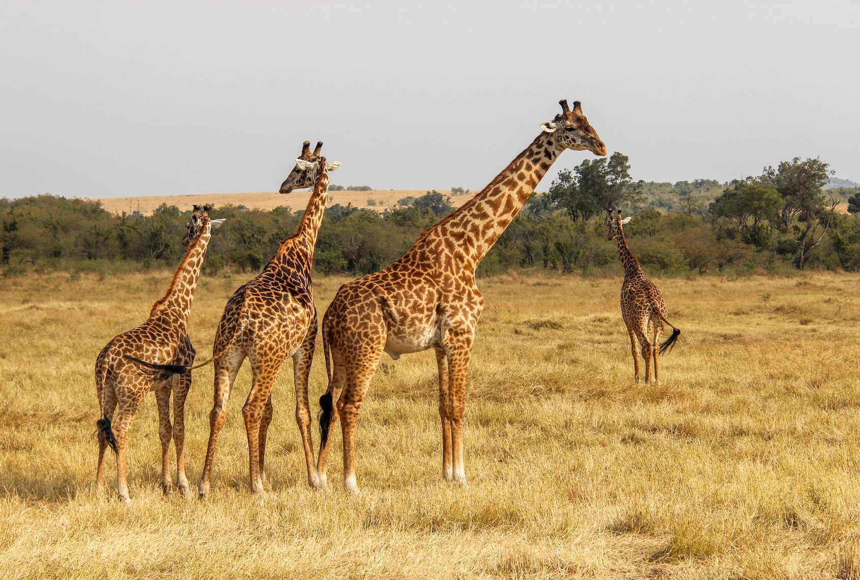 Giraffes promote peace in Kenya