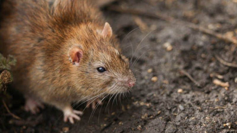 This 50p Hack Has Gone Viral for Getting Rid of Rats