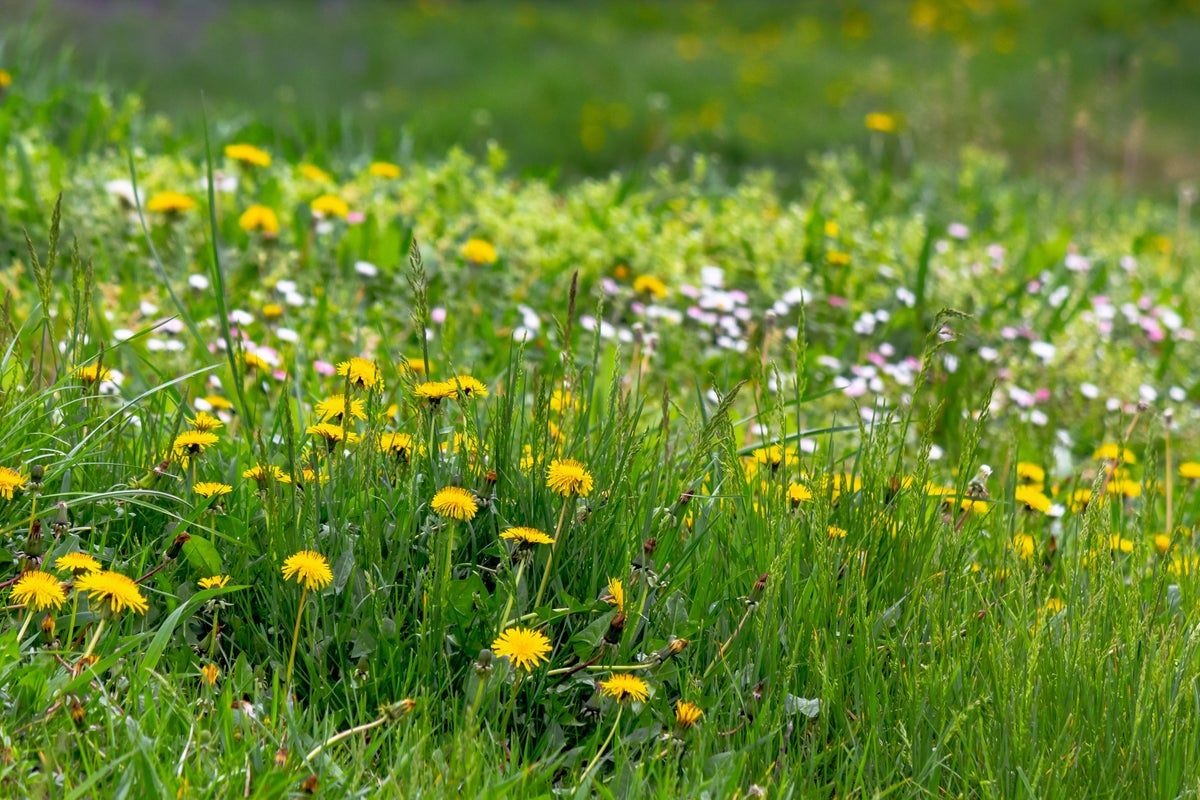 Dandelions for dinner? Why we should all be eating…