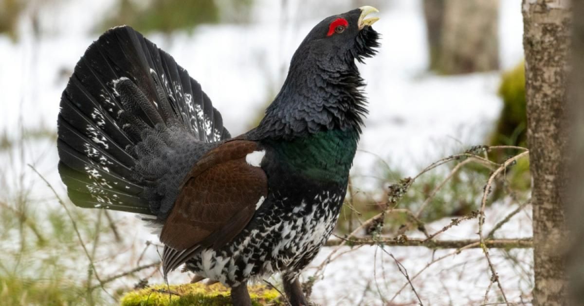 Police begin special patrols to protect endangered…