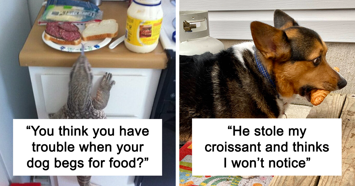 50 Hilarious Examples Of Pets Being Caught Red-Pawed…
