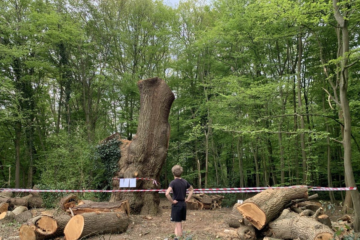 Toby Carvery owner apologises after ancient oak tree…