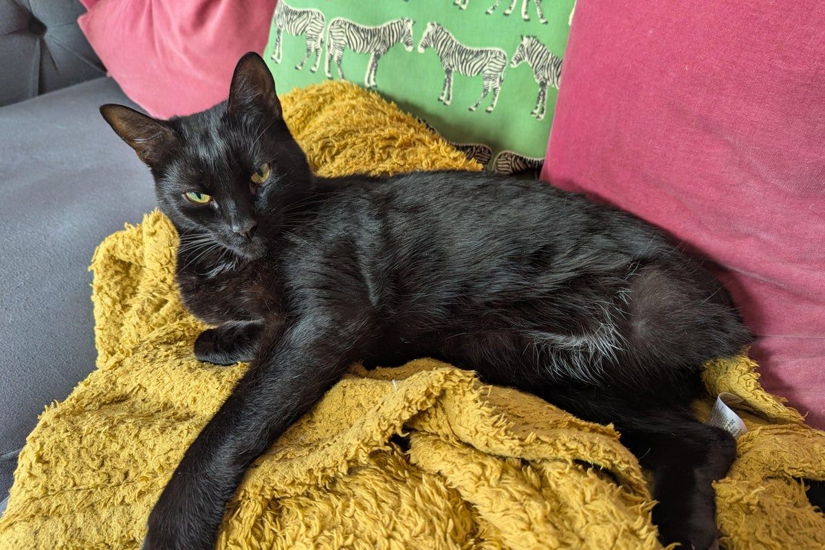Cat who made it home after being hit by train recovers…
