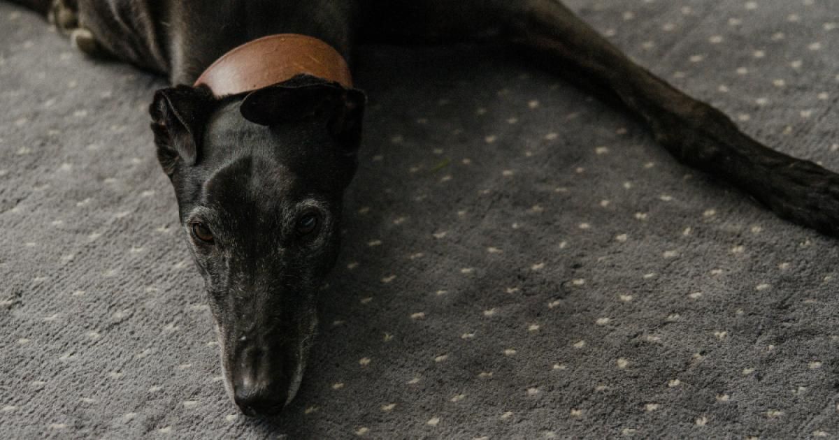 Scots overwhelmingly back ban on greyhound racing, new…