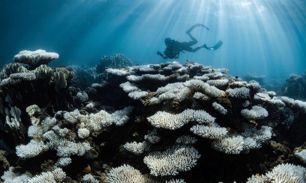 More than 80% of the world’s reefs hit by bleaching…