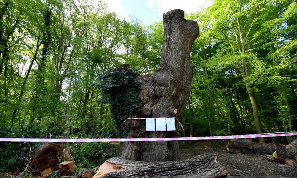 Forestry Commission investigates felling of ancient…