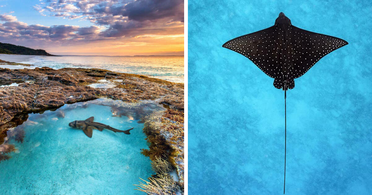 48 Incredible Marine Life Photos Captured By Jordan…