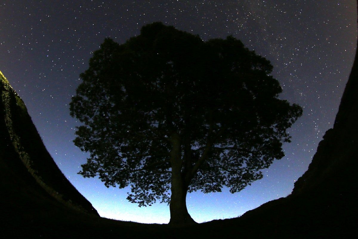 2 men charged with cutting down the beloved Sycamore…