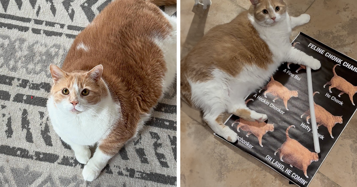 The Inspirational Weight Loss Journey Of A Cat Who…