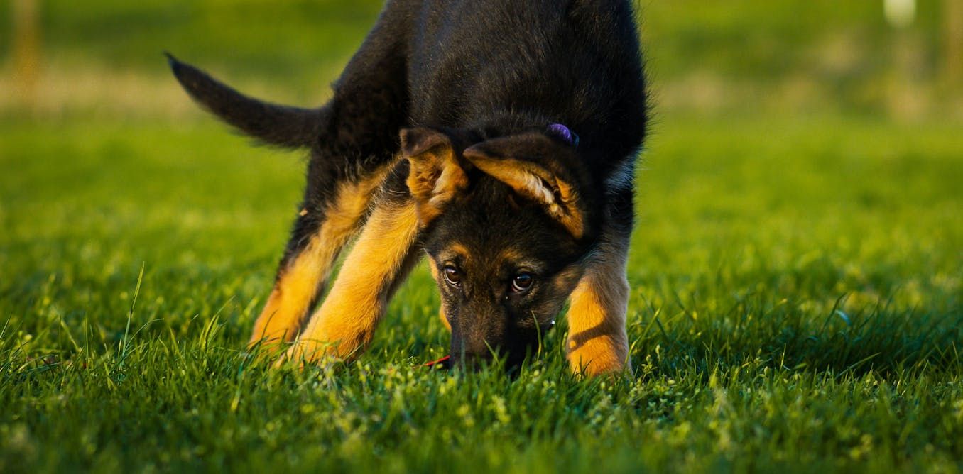 Why do dogs eat poo? A canine scientist explains