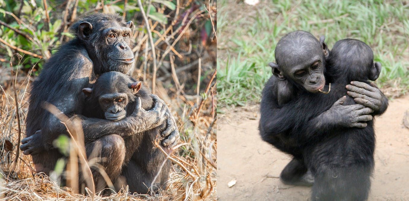Our ape cousins show us empathy has deep evolutionary…
