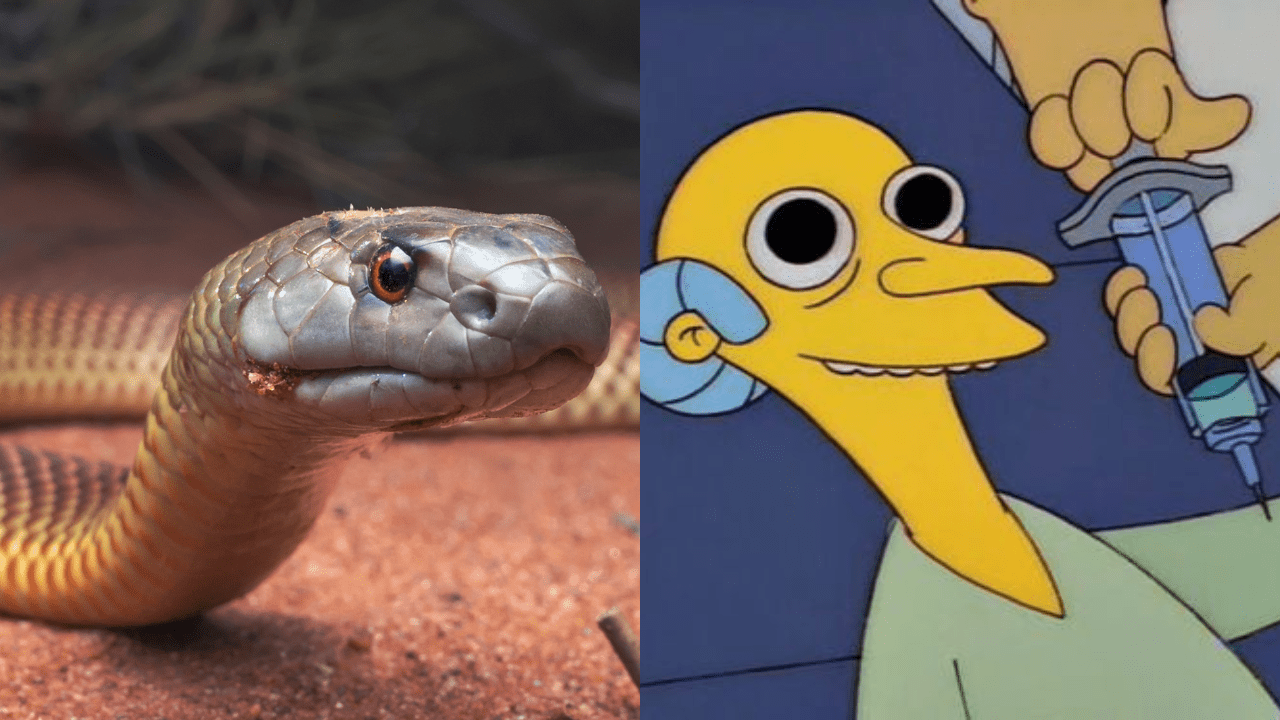 A Man Has Injected Himself With Snake Venom 856 Times…