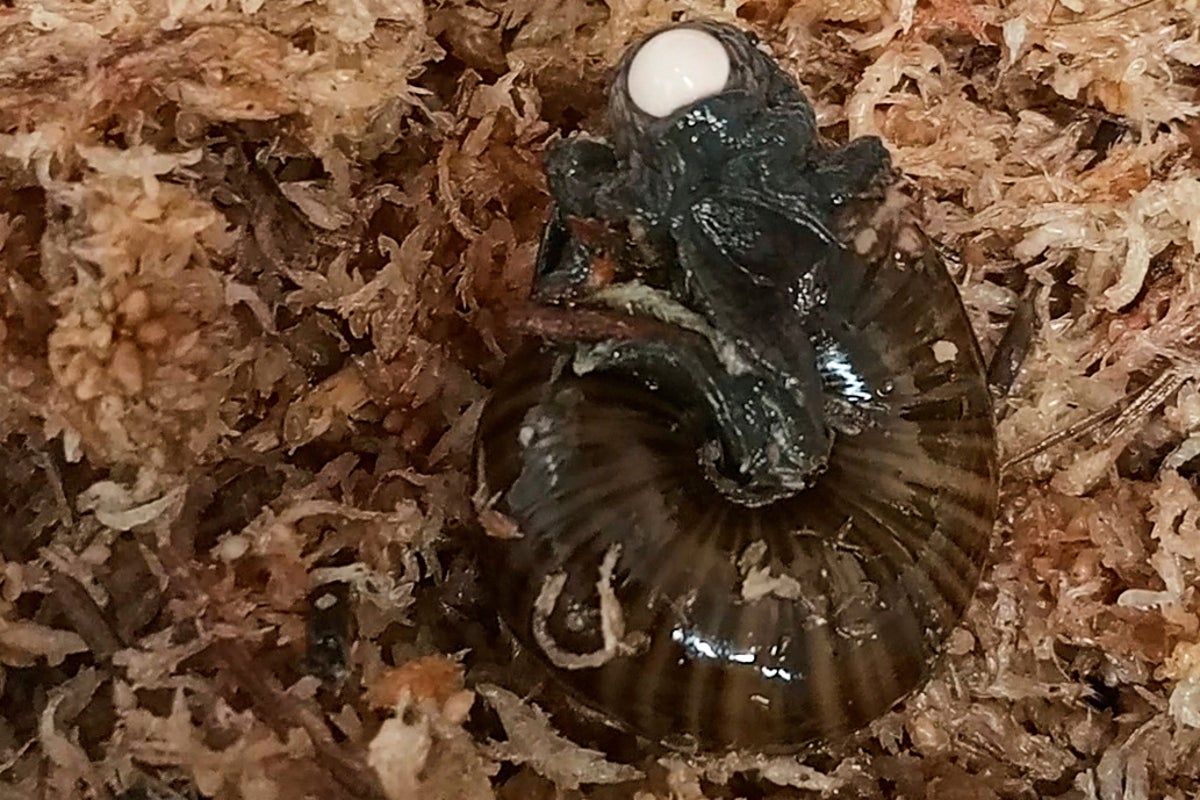 Mystery solved as huge carnivorous snail filmed laying…