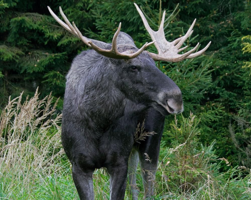 Elk could return to UK after 3,000 years in rewilding…