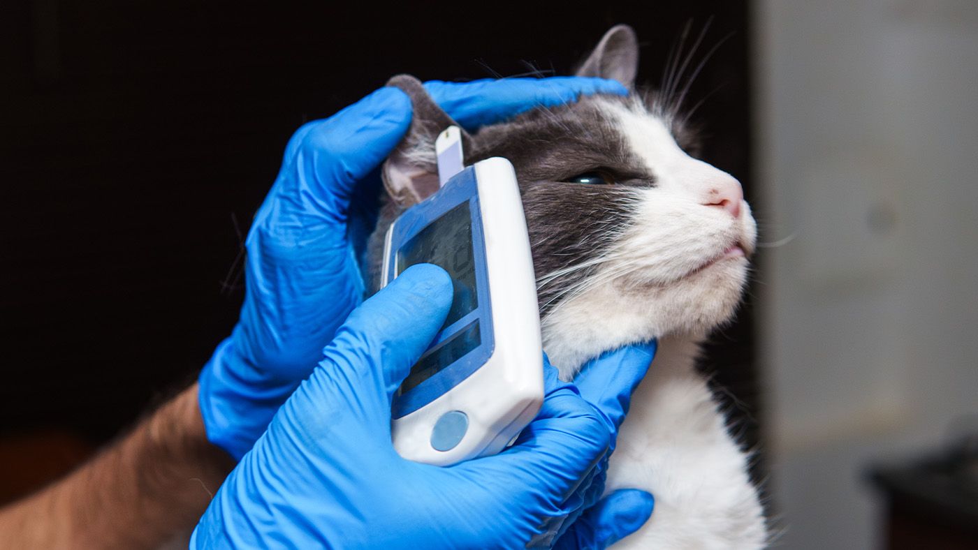 Pet parents raise awareness of diabetes in cats: ‘I…