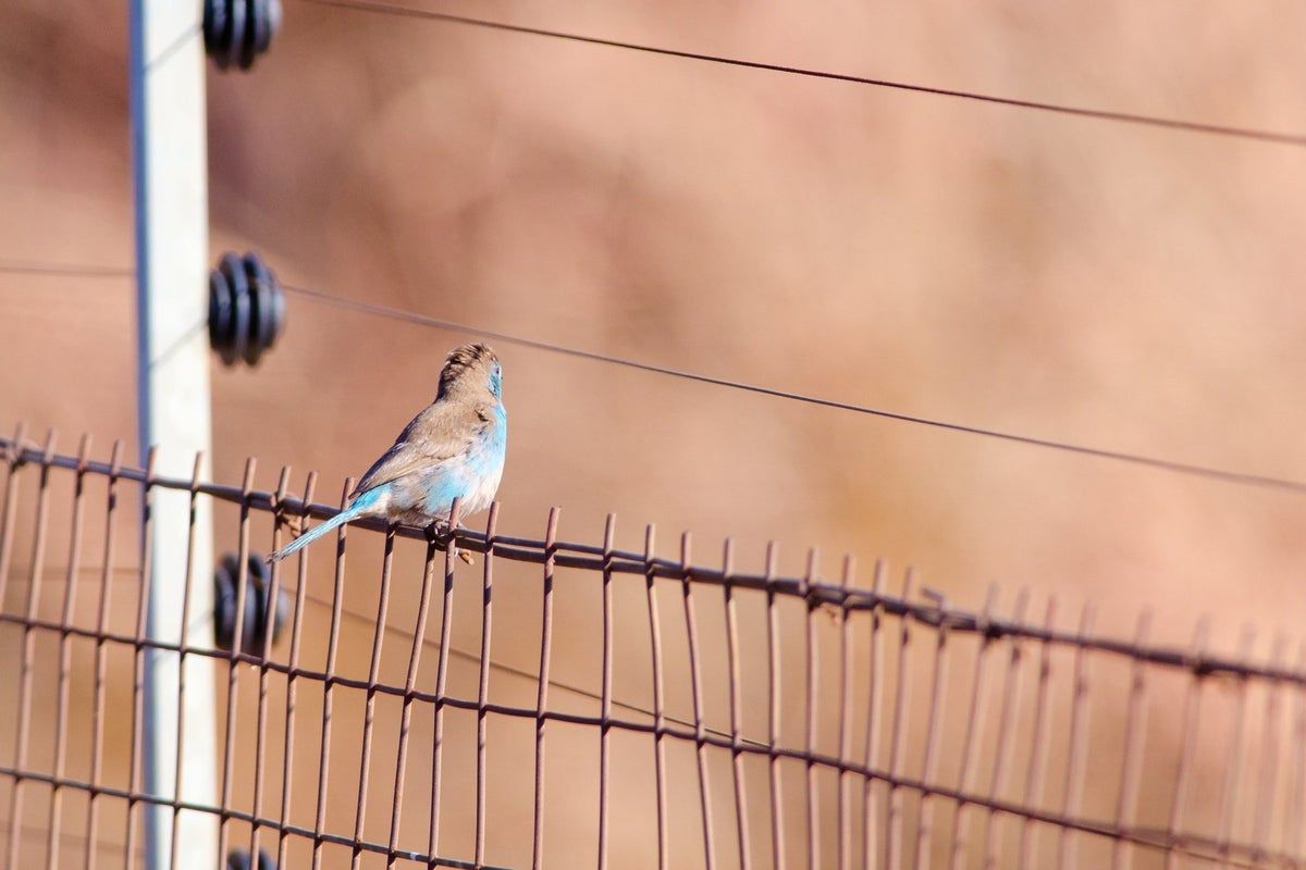 Mysterious exploding bird epidemic ‘horrifying’ Bay…