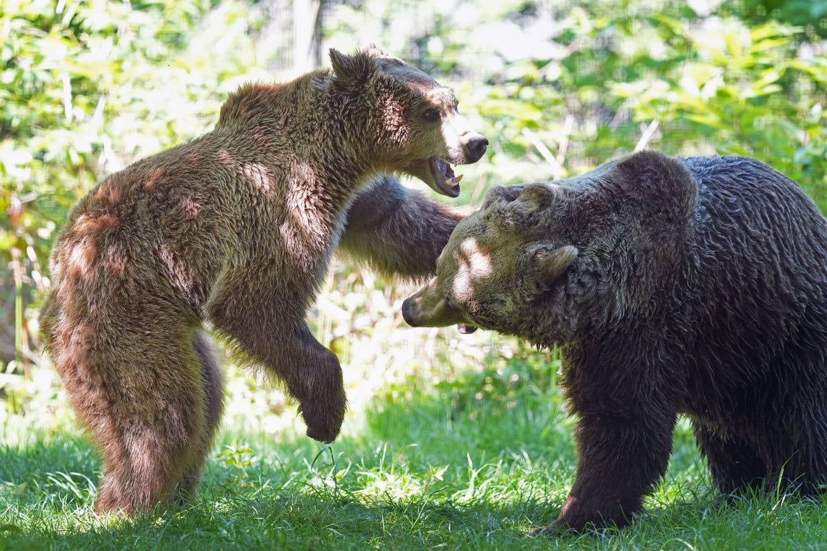 Boki the Bear rejoins playmates after life-saving…