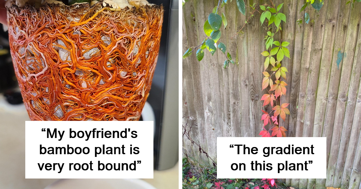 50 Fascinating Plants That Are Hard To Believe Are Real