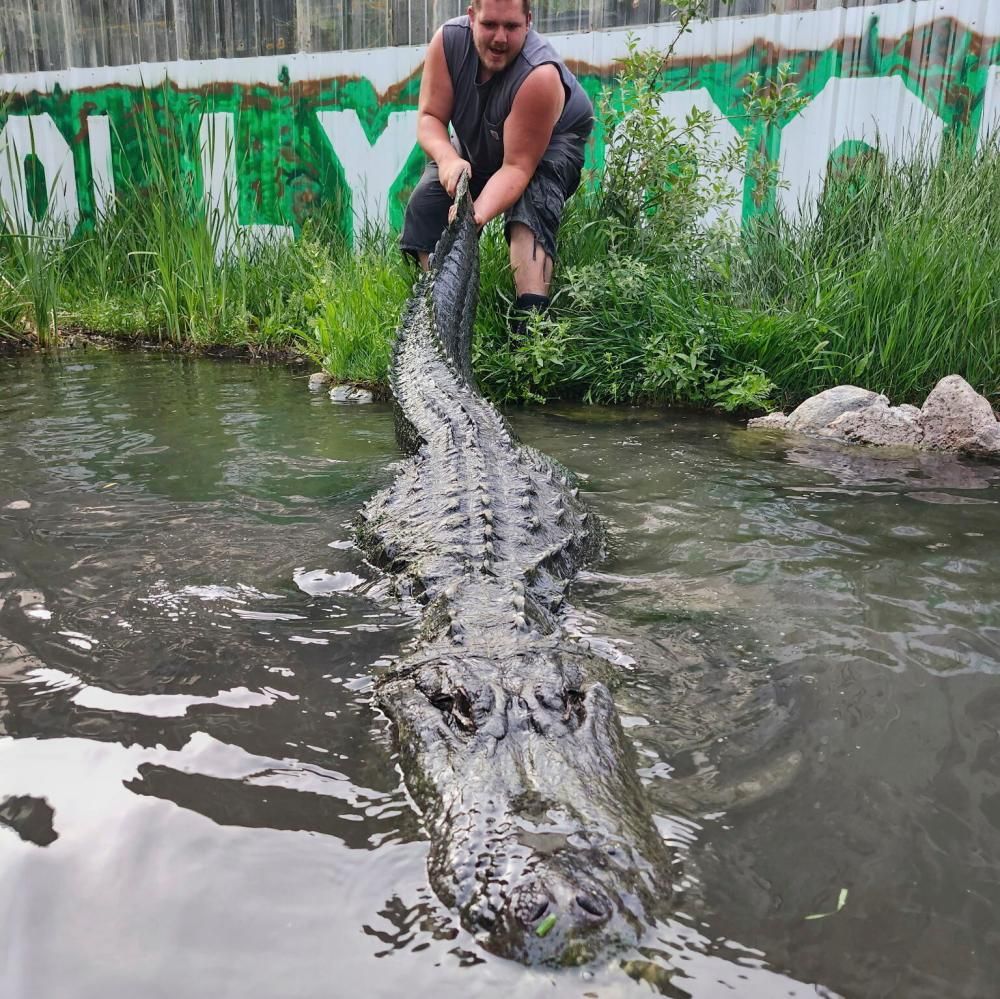 Morris the alligator, known for Happy Gilmore and…