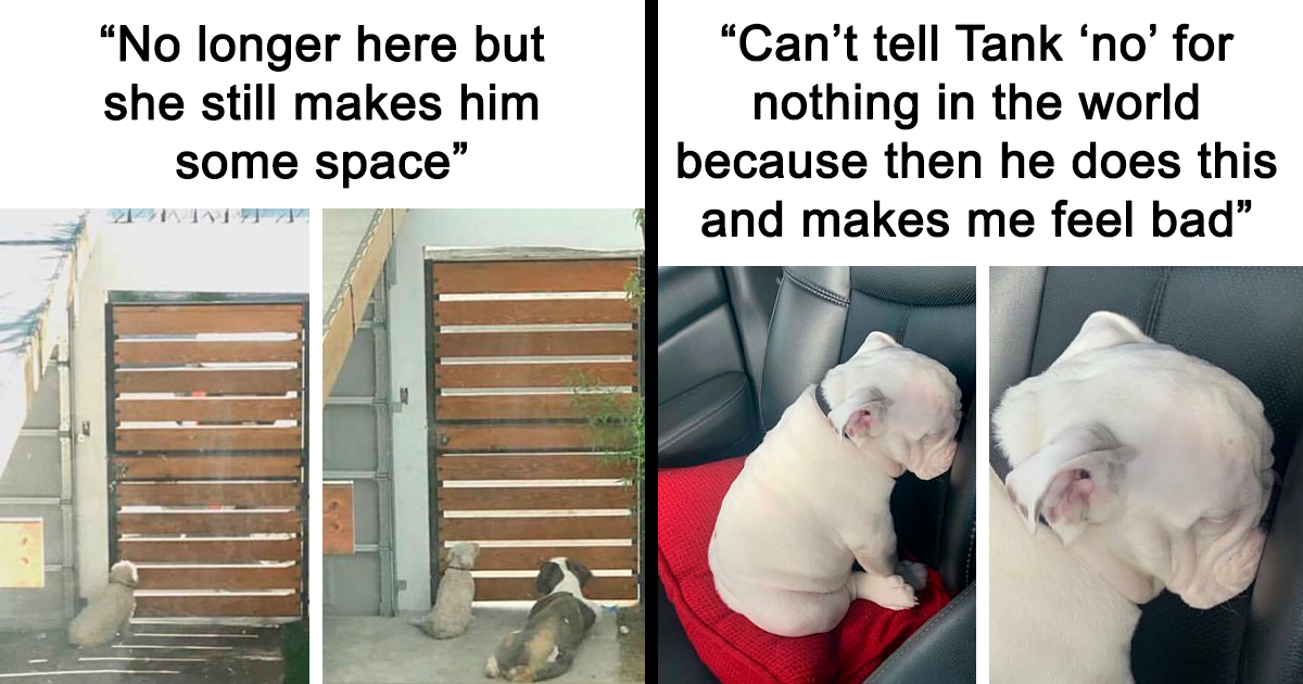 78 Funny And Wholesome Dog Memes That Might Melt Your…