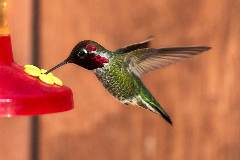 California hummingbird beaks transformed by feeders:…