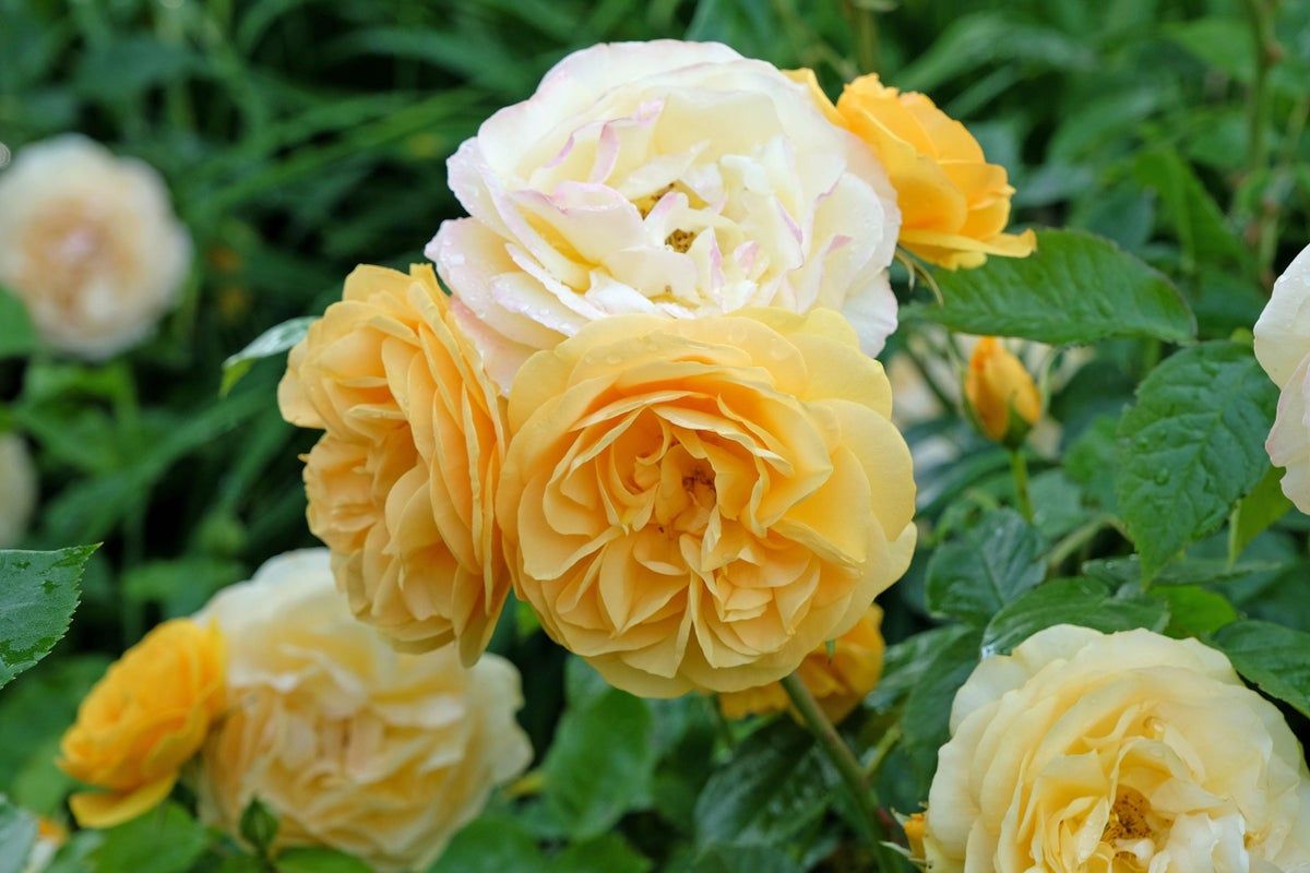 Growing roses? Here’s how to deal with the most common…