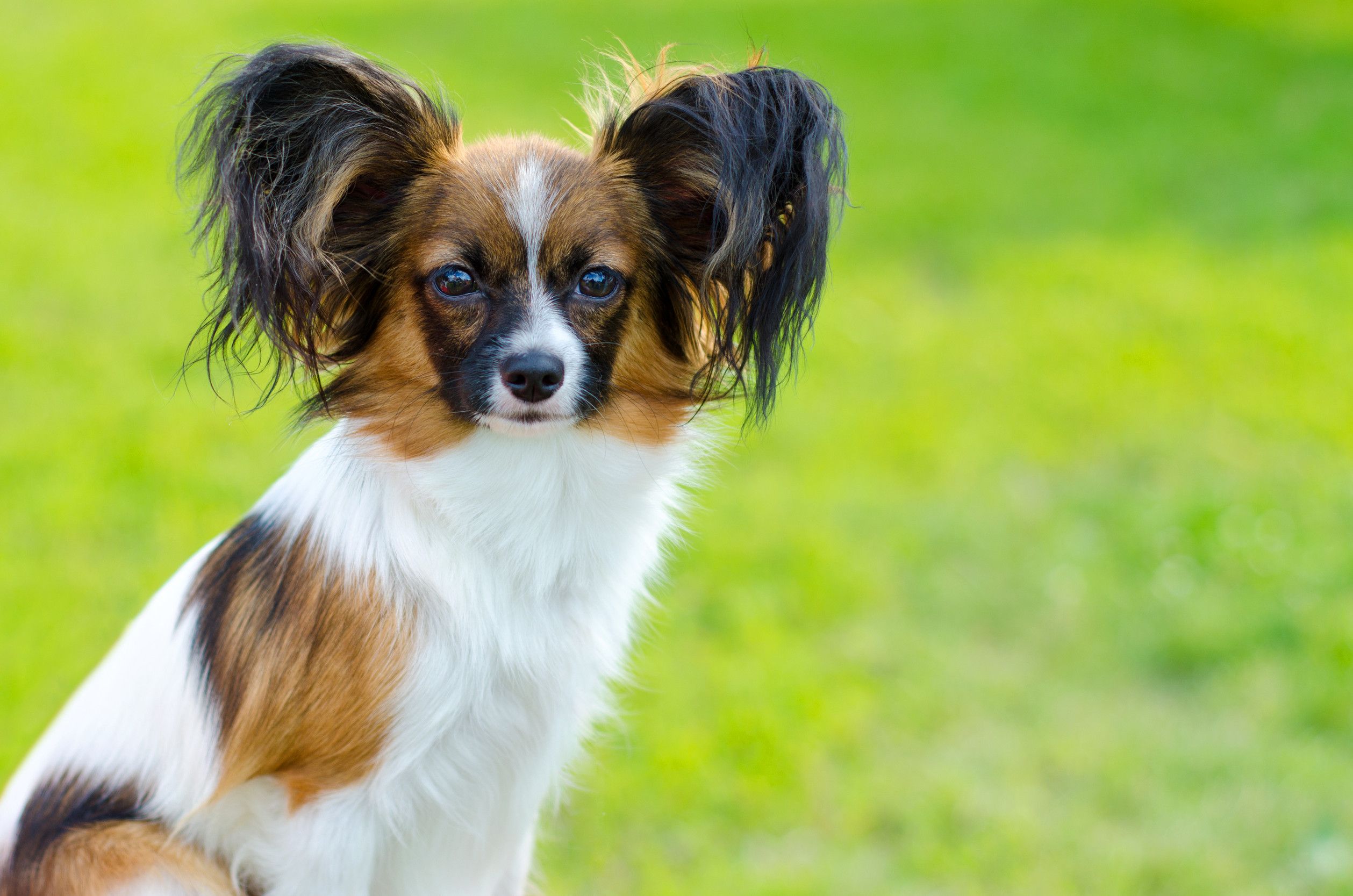 12 Dog Breeds With Adorable Pointy Ears