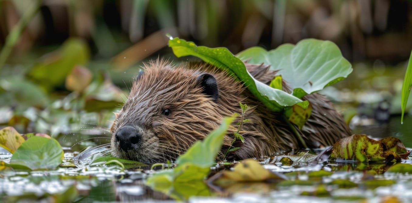 Urban rewilding has brought back beavers, hornbills…